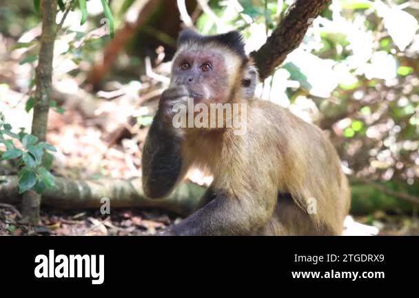 Monkey habitat Stock Videos & Footage - HD and 4K Video Clips - Alamy