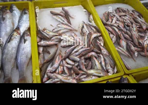 Fresh seafood market in Batumi Georgia. Live fish in ice. Flounder, red ...