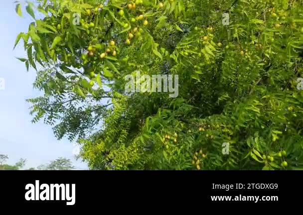 Neem fruits in the tree. It's other names Azadirachta indica ...