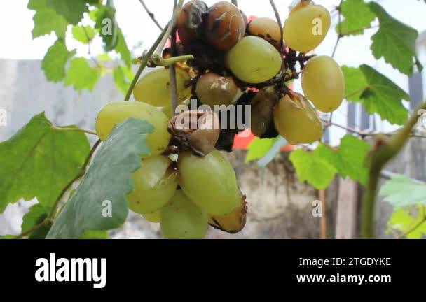 Split open Stock Videos & Footage - HD and 4K Video Clips - Alamy