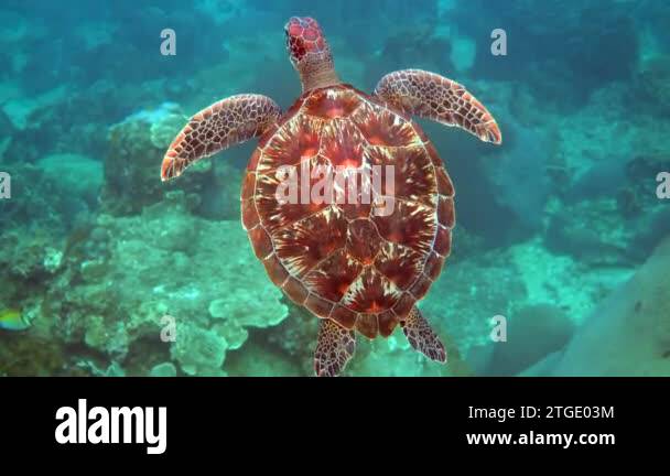 Great turtle Stock Videos & Footage - HD and 4K Video Clips - Alamy