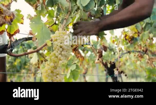 White peasant Stock Videos & Footage - HD and 4K Video Clips - Alamy