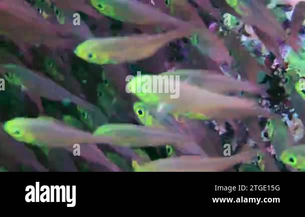 Fish in huge aggregations of Pigmy sweeper (Parapriacanthus ransonneti ...