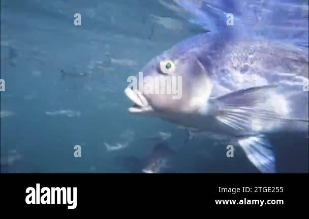 Blue morwong Stock Videos & Footage - HD and 4K Video Clips - Alamy