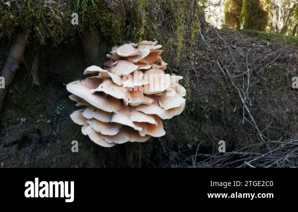 Large fungi Stock Videos & Footage - HD and 4K Video Clips - Alamy