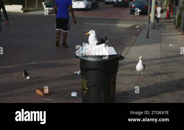 Garbage fries Stock Videos & Footage - HD and 4K Video Clips - Alamy