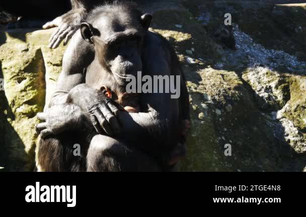 Chimpanzee mother and baby Stock Videos & Footage - HD and 4K Video ...