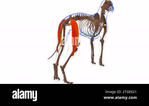 Biceps Femoris muscle Dog muscle Anatomy For Medical Concept 3D ...