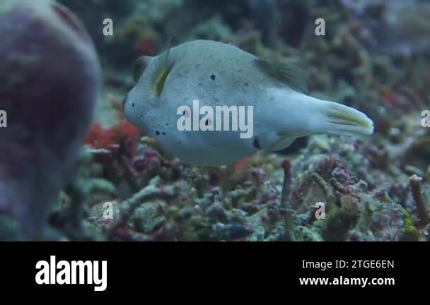 Dog face puffer fish Stock Videos & Footage - HD and 4K Video Clips - Alamy