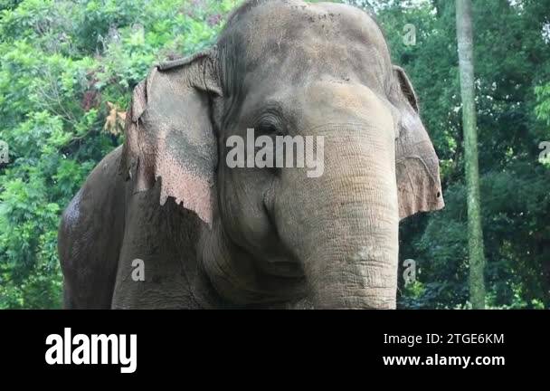 Close up photo of Sumatran elephant (Elephas maximus sumatranus) in the ...