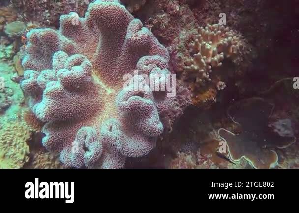 Coral polyp great barrier reef Stock Videos & Footage - HD and 4K Video ...