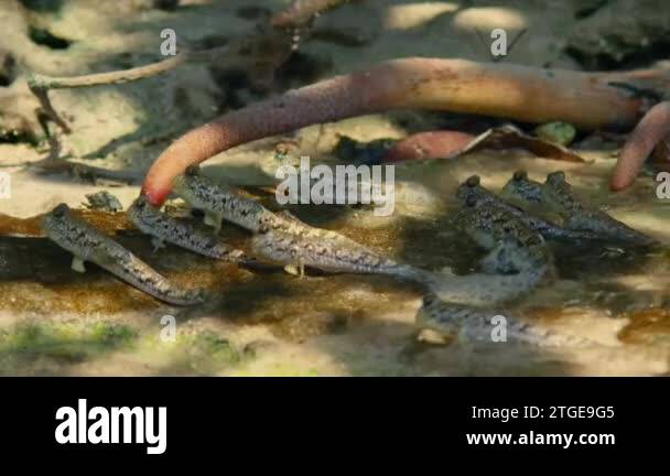 Mudskipper fish (Boleophthalmus boddarti) climbing on a log at the ...