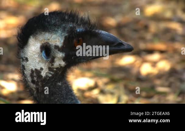 Australian emu Stock Videos & Footage - HD and 4K Video Clips - Alamy