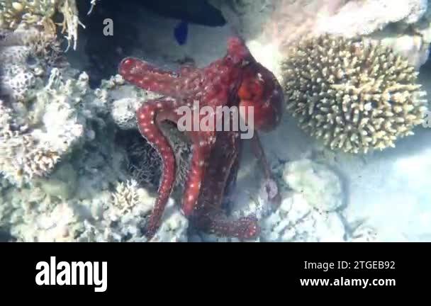 Hunting egypt Stock Videos & Footage - HD and 4K Video Clips - Alamy