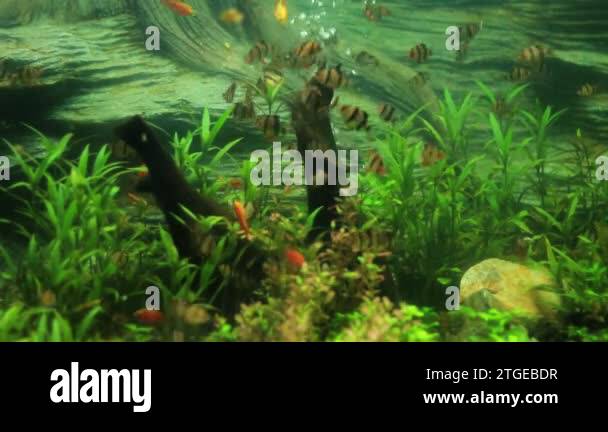 Close up view of Sumatra Barb fish swimming in planted aquarium ...