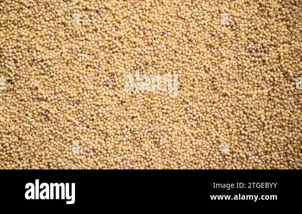 Italian foxtail millet setaria italica Stock Videos & Footage - HD and ...