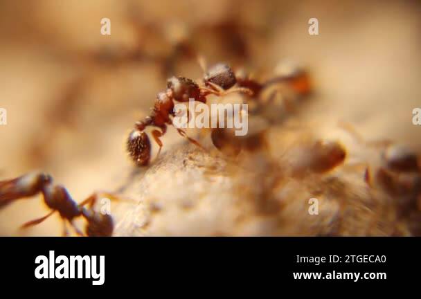 Ant War between two colonies of ants. Battle of ants, Crowds, Army ...