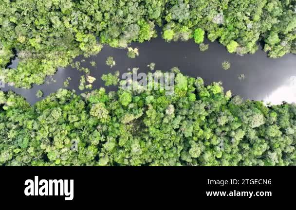 Nature aerial view of Amazon forest at Amazonas Brazil. Mangrove forest ...