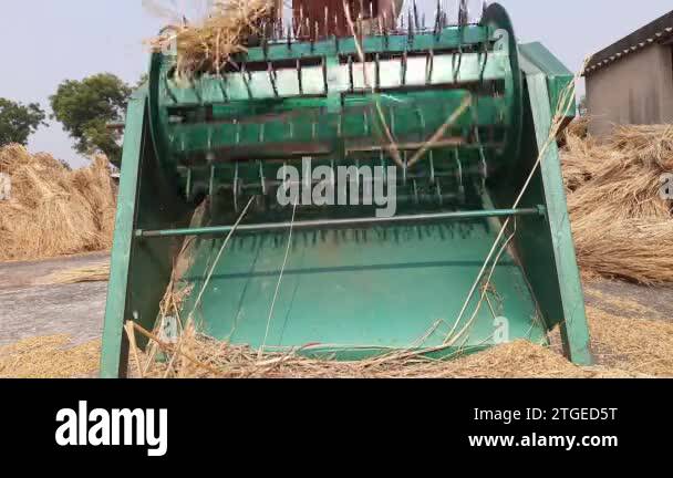 A farmer operates a paddy threshing machine. It is a foot-operated ...