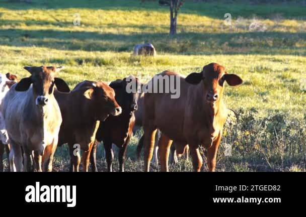 Ranch steer cattle bovine Stock Videos & Footage - HD and 4K Video ...
