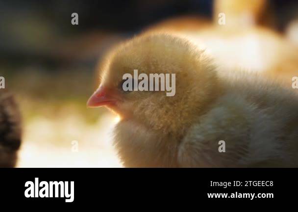 Chicken resting Stock Videos & Footage - HD and 4K Video Clips - Alamy