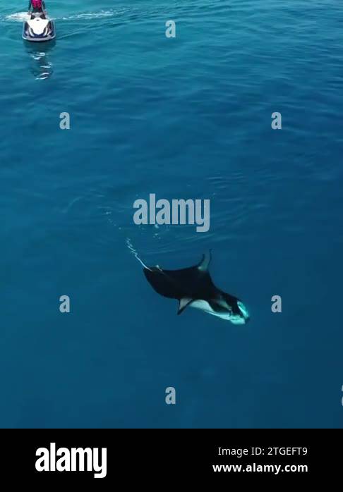 Shark underwater vertical Stock Videos & Footage - HD and 4K Video ...