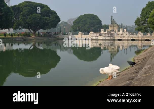 White Swan birds, Anatidae family Cygnus genus, cleaning themselves at ...
