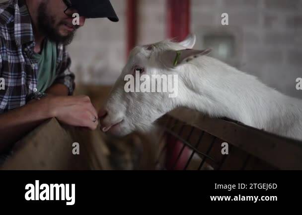 Man goat farm animal Stock Videos & Footage - HD and 4K Video Clips - Alamy