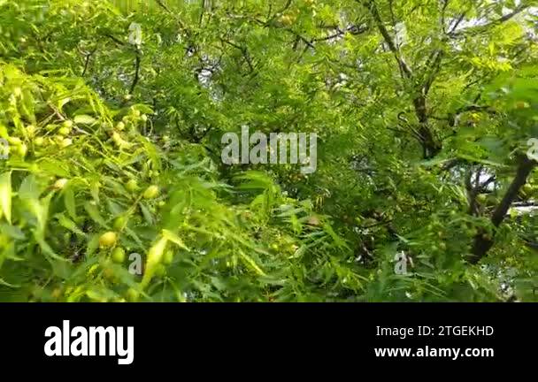 Neem fruits in the tree. It's other names Azadirachta indica ...