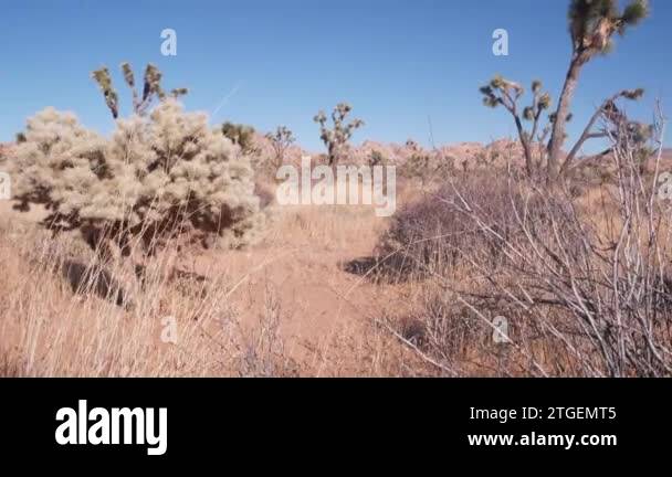 Flora joshua tree national park Stock Videos & Footage - HD and 4K ...