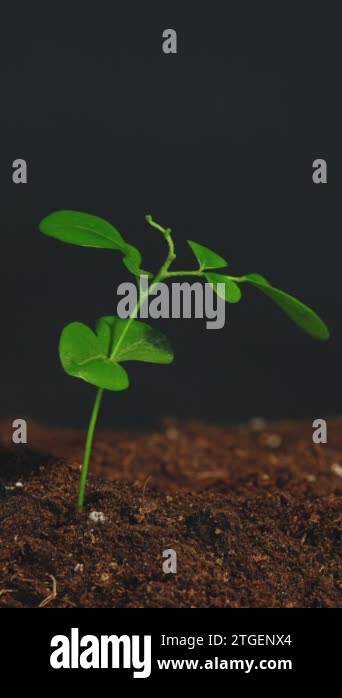 New green leaves new growth Stock Videos & Footage - HD and 4K Video ...