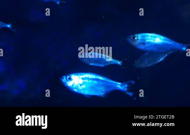 Flagtail fish Stock Videos & Footage - HD and 4K Video Clips - Alamy