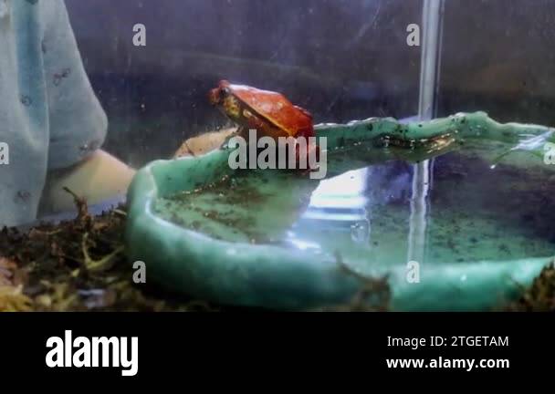Little red frog Stock Videos & Footage - HD and 4K Video Clips - Alamy