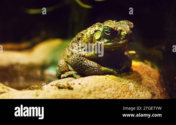 Cane toad control Stock Videos & Footage - HD and 4K Video Clips - Alamy