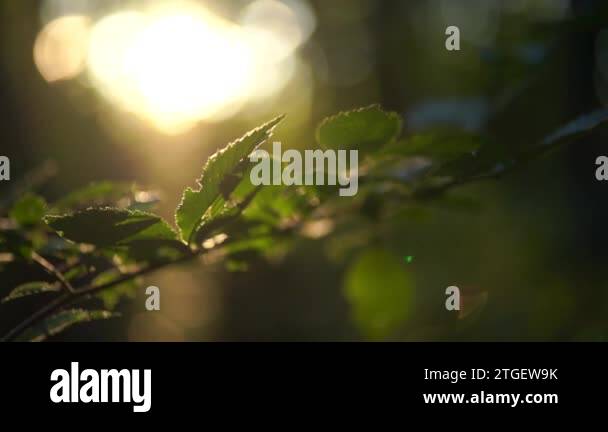 sunlight in the forest with tiny glowing insects flying against the sun ...