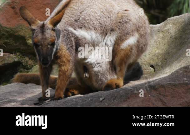 Mother wallaby and her joey Stock Videos & Footage - HD and 4K Video Clips - Alamy