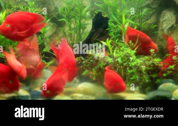Close up view of red discus fish swimming in planted aquarium ...