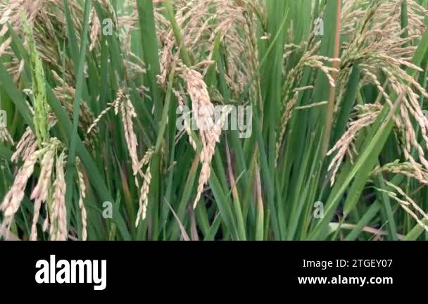Close-up of spikelets of growing rice. White rice harvest in indonesia ...