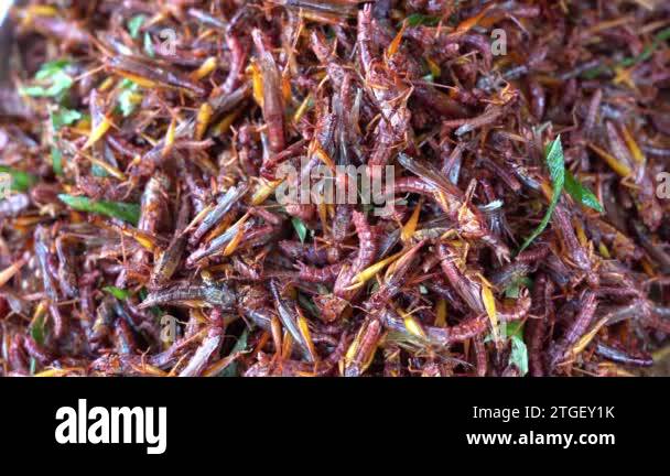 Fried grasshoppers for sell at street food market, Thailand. Fried ...