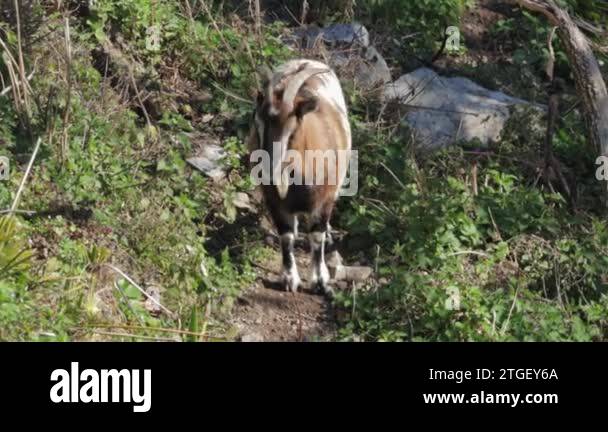 Nigerian animal Stock Videos & Footage - HD and 4K Video Clips - Alamy