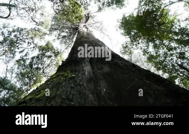 Swamp ash trees Stock Videos & Footage - HD and 4K Video Clips - Alamy