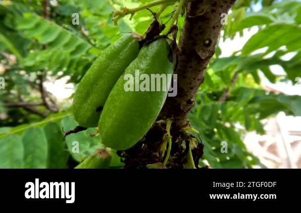 The fruit of the bilimbi plant or Averrhoa bilimbi that is bearing ...