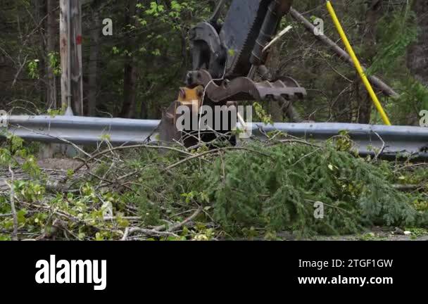 Digger pine Stock Videos & Footage - HD and 4K Video Clips - Alamy