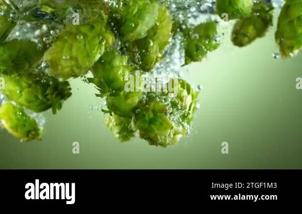 Super slow motion of falling fresh hops cones into water. Underwater ...