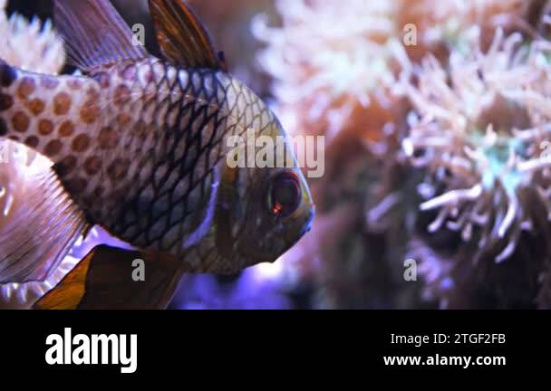 Coral polyps Stock Videos & Footage - HD and 4K Video Clips - Alamy
