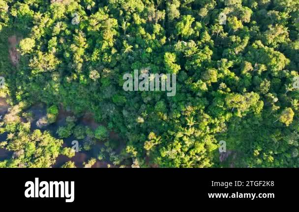 Nature aerial view of Amazon forest at Amazonas Brazil. Mangrove forest ...
