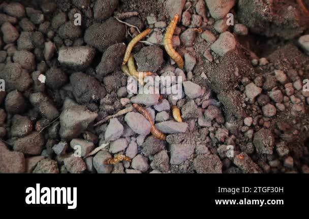 Black beetle larvae digging | mealworms in nature. Stages of the ...