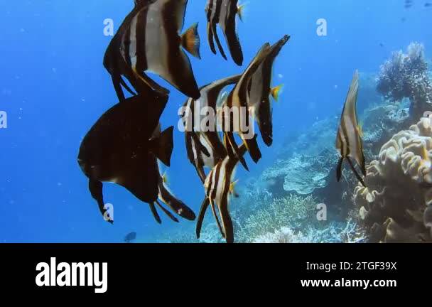 Group of Tallfin Batfish near pier and riff edge on Kri Island, Raja ...