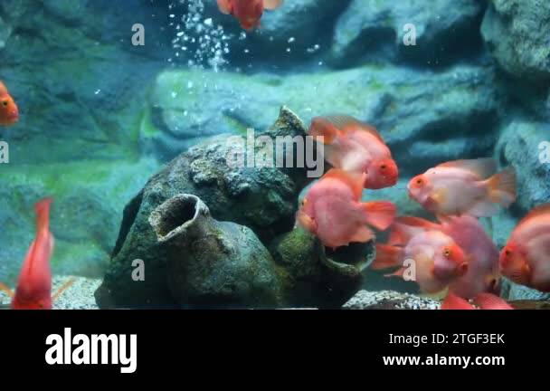 Close up view of red discus fish swimming in planted aquarium ...