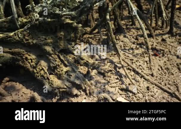 Mangrove trees tide in marine estuaries tidal mudflat, coast of ...